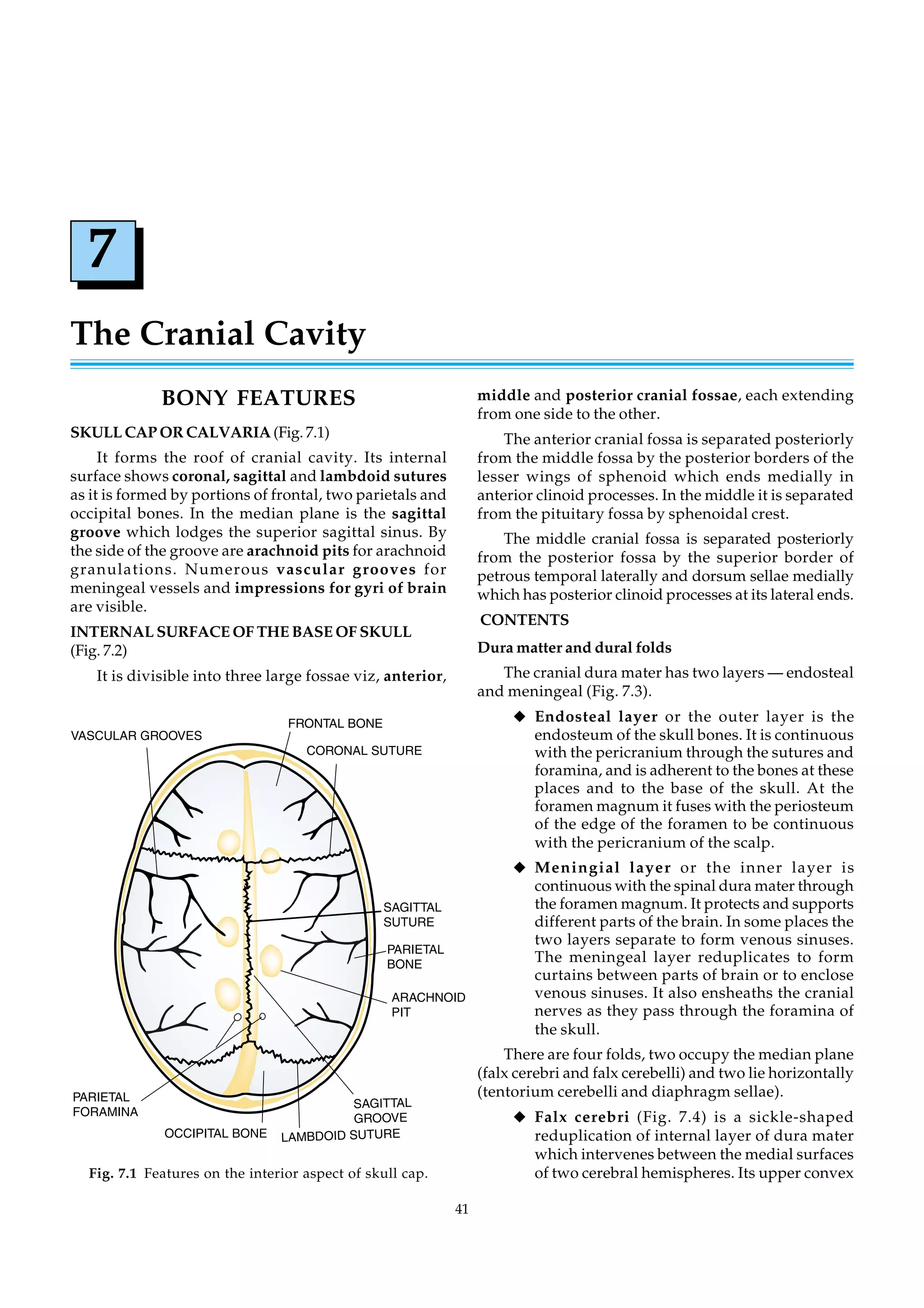 Cranial cavity | PDF