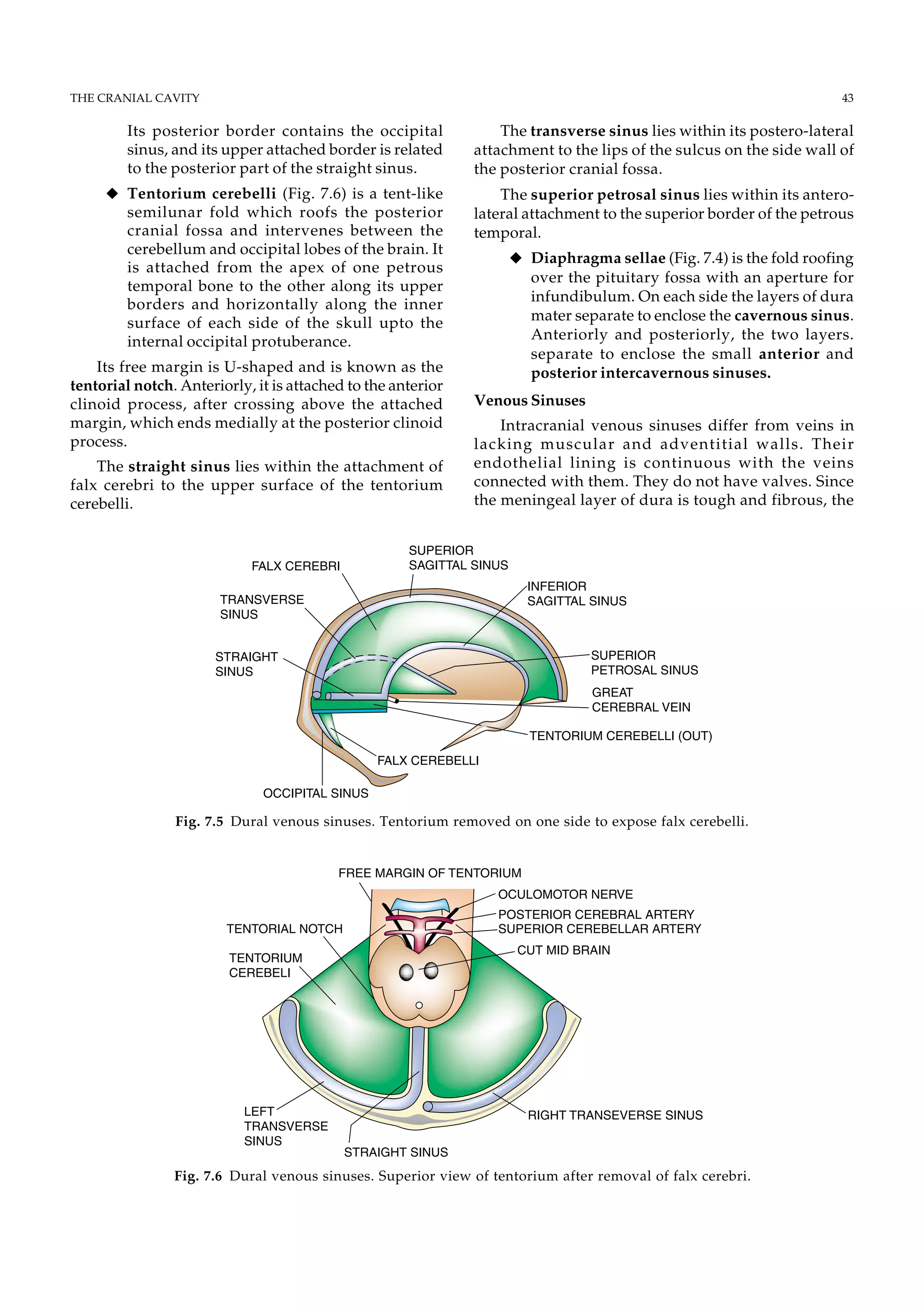 Cranial cavity | PDF
