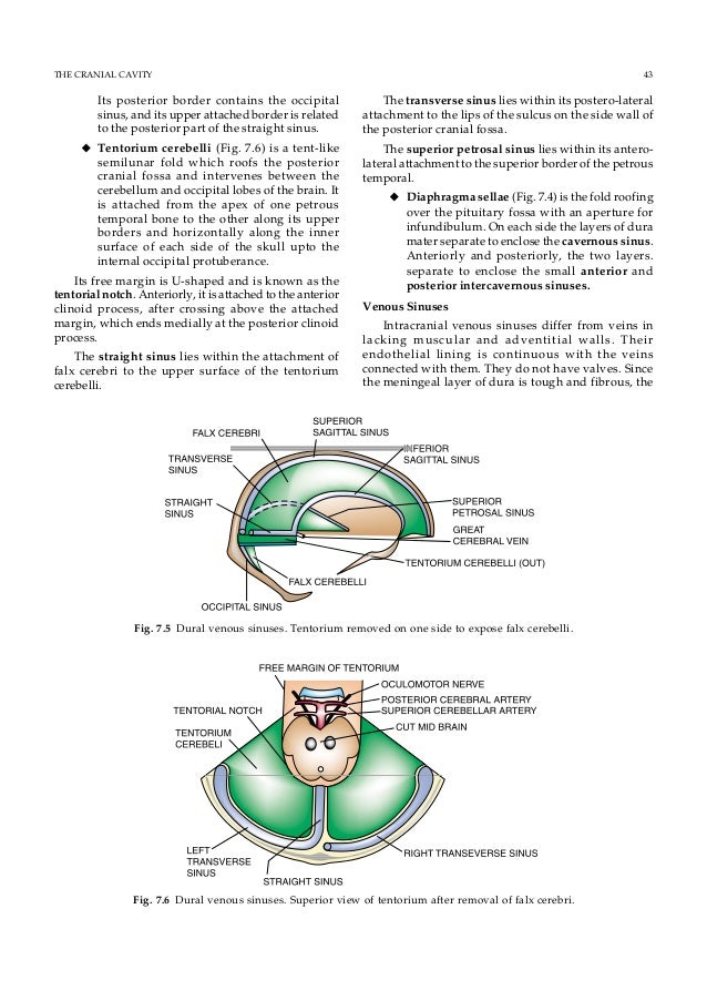 Cranial Cavity