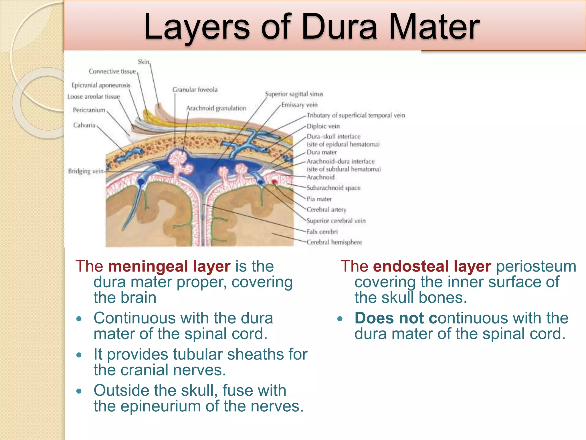 Cranial cavity ( Department of Anatomy) | PPTX
