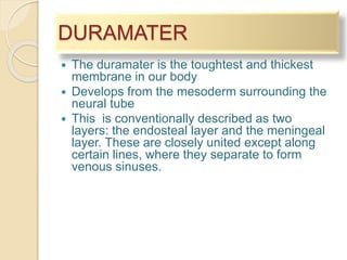Cranial cavity ( Department of Anatomy) | PPTX