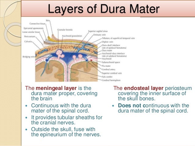 Cranial cavity ( Department of Anatomy)