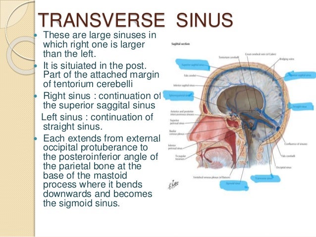 Cranial cavity ( Department of Anatomy)