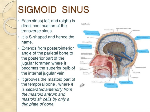 Cranial cavity ( Department of Anatomy)