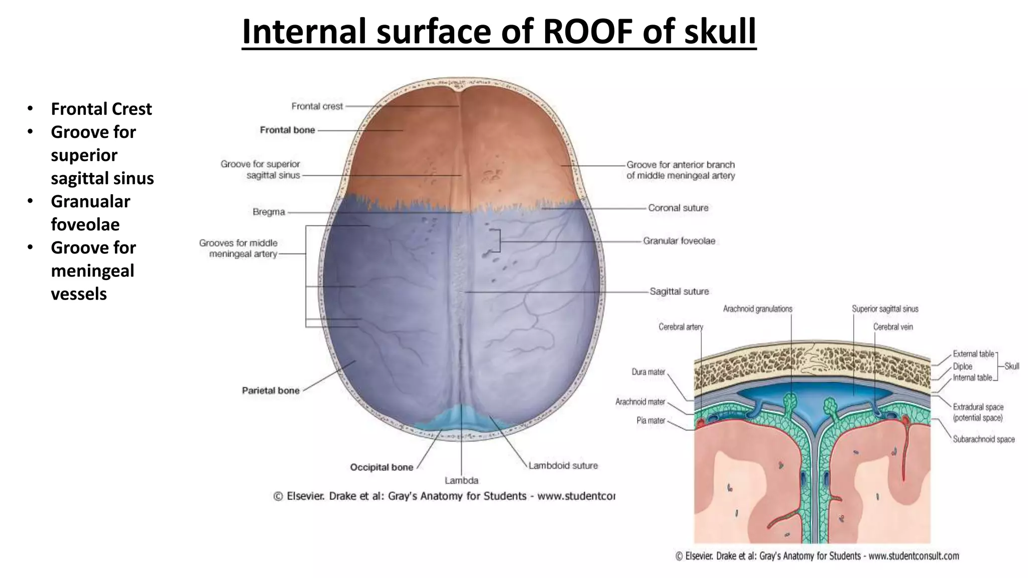 CRANIAL CAVITY 1.pptx