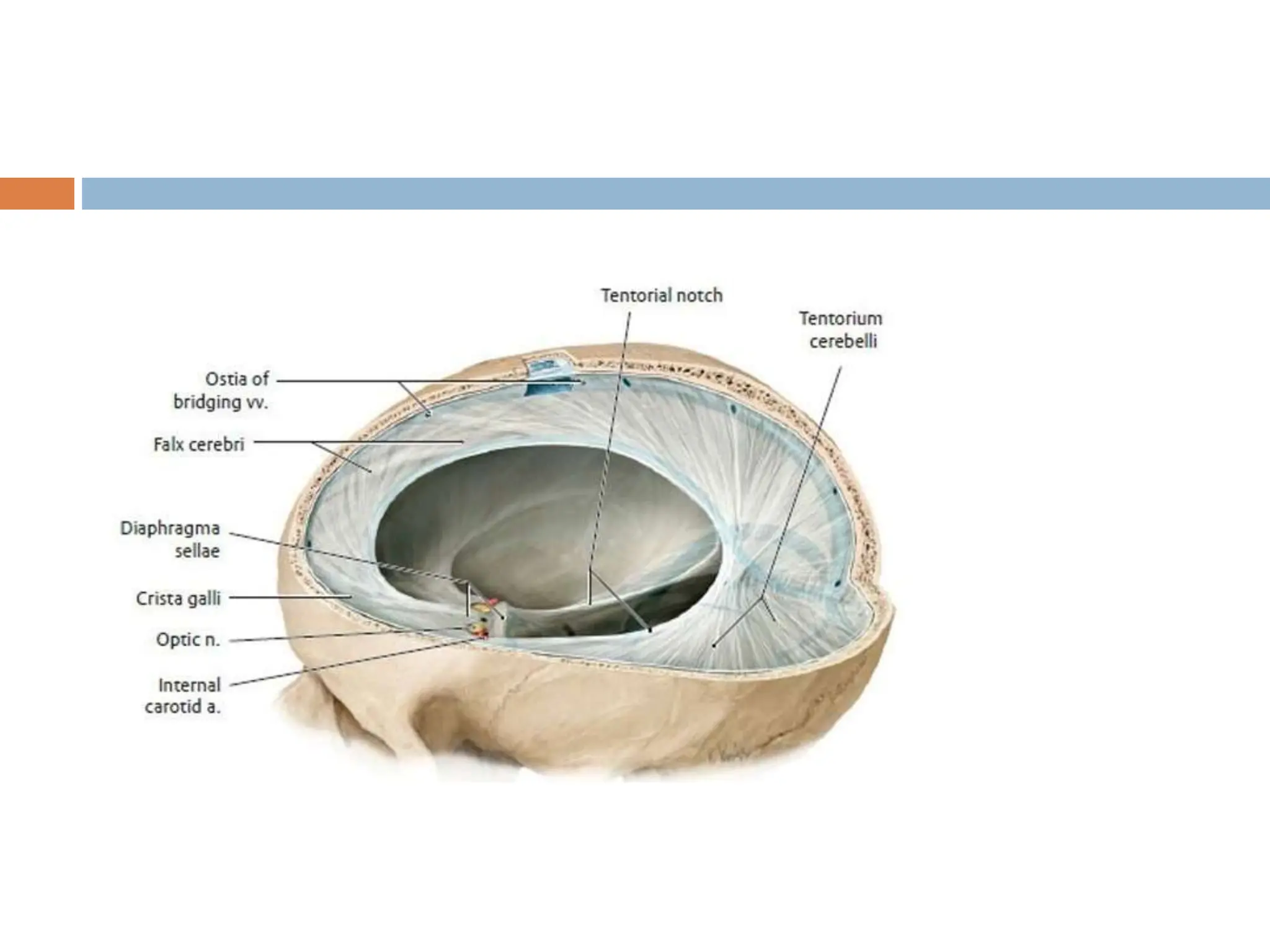 Cranial cavity and dural venous sinuses .pptx