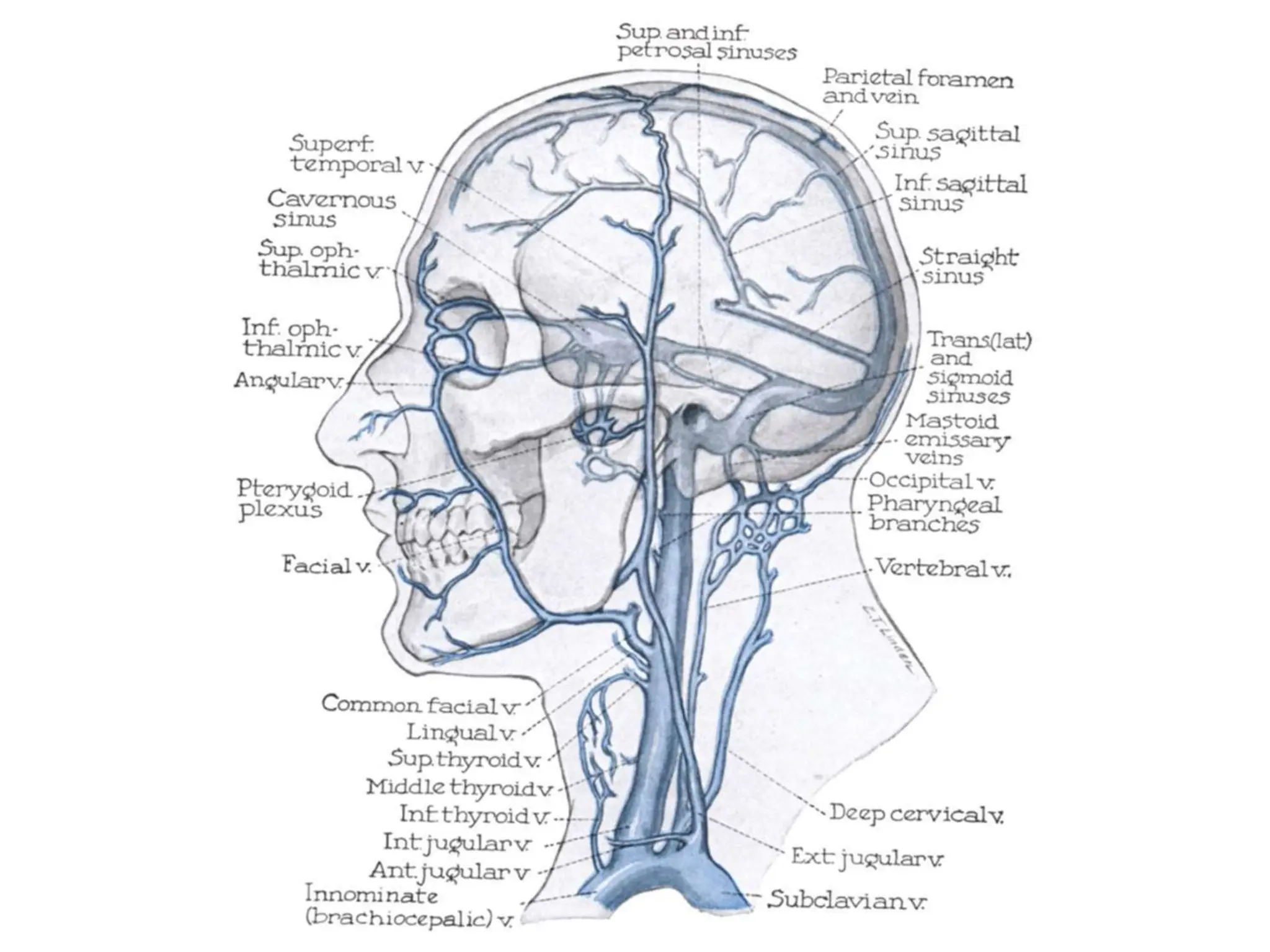 Cranial cavity and dural venous sinuses .pptx