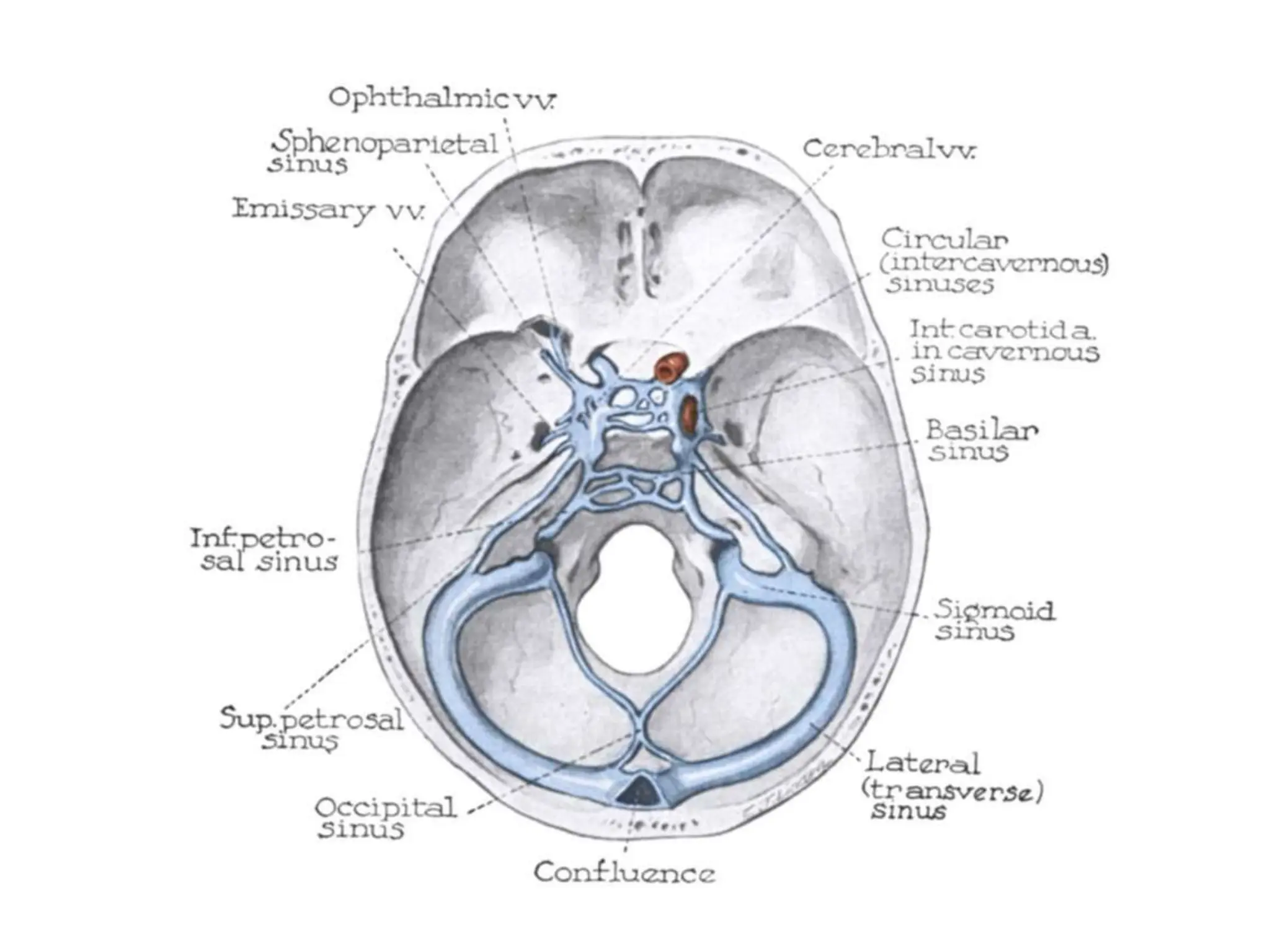 Cranial cavity and dural venous sinuses .pptx