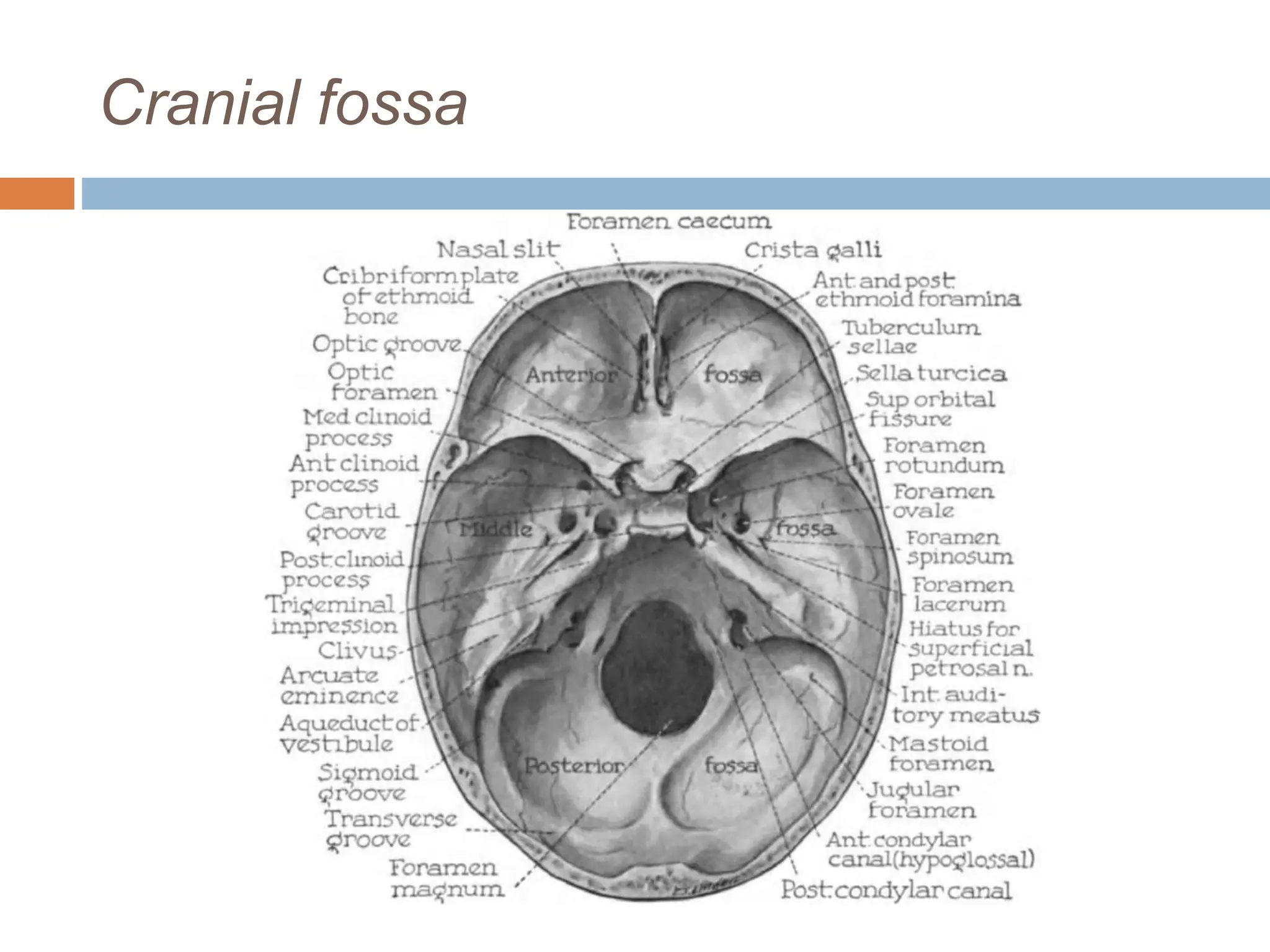 Cranial cavity and dural venous sinuses .pptx