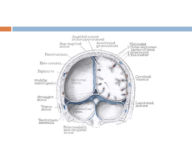 Cranial cavity and dural venous sinuses .pptx | Death, Injury, or ...