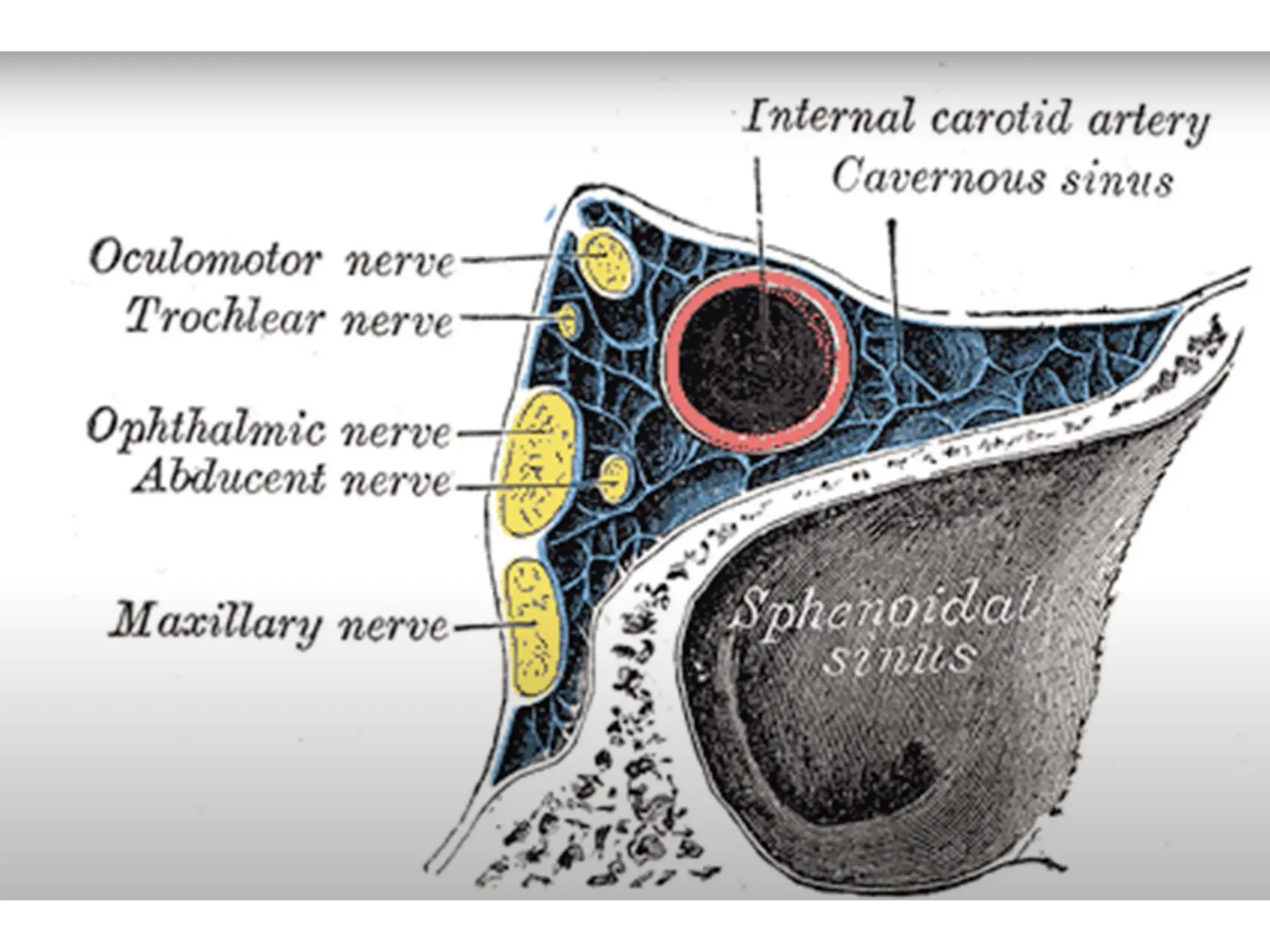 Cranial cavity Meninges and the dural sinuses.pptx