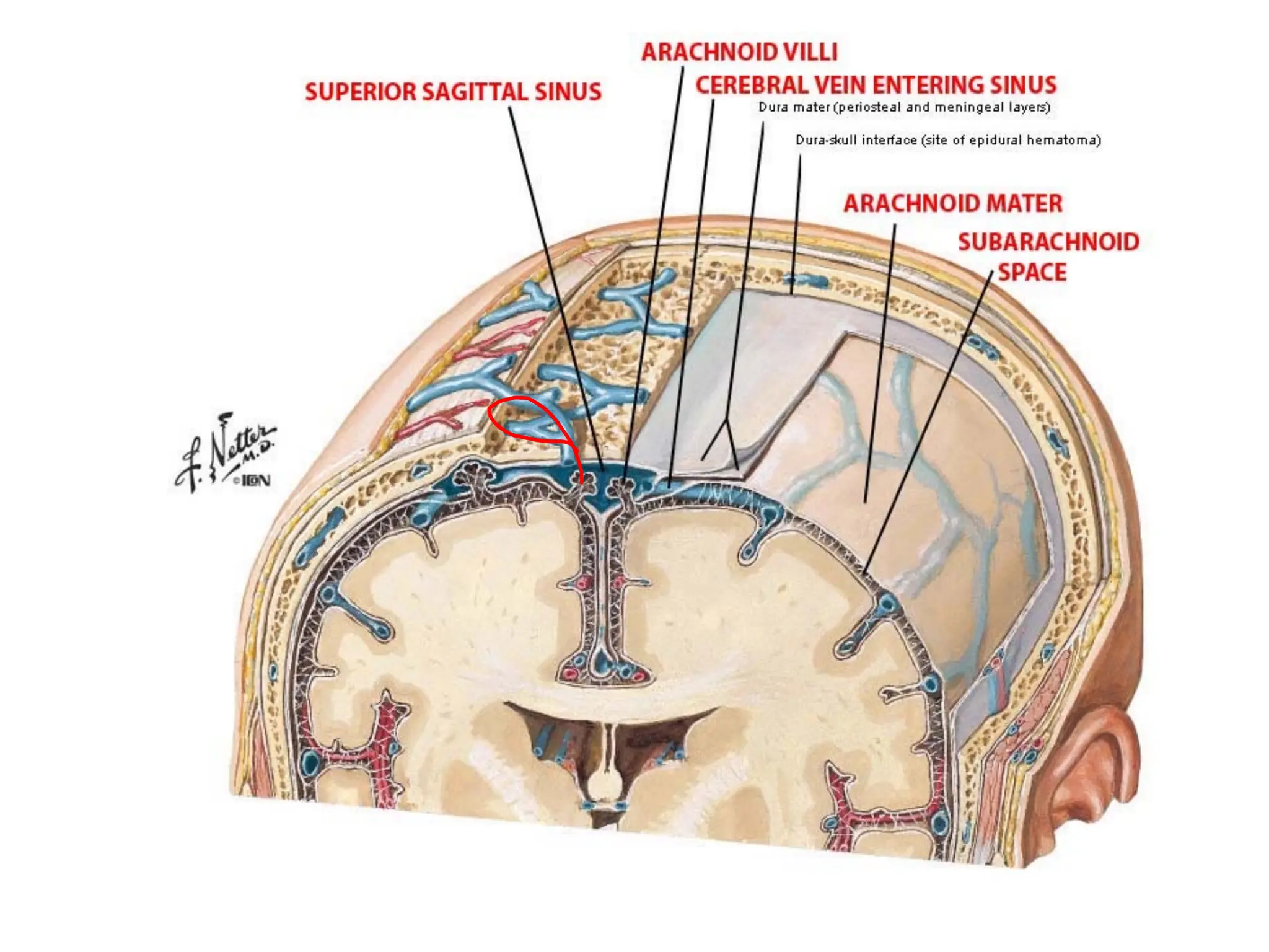 Cranial cavity Meninges and the dural sinuses.pdf