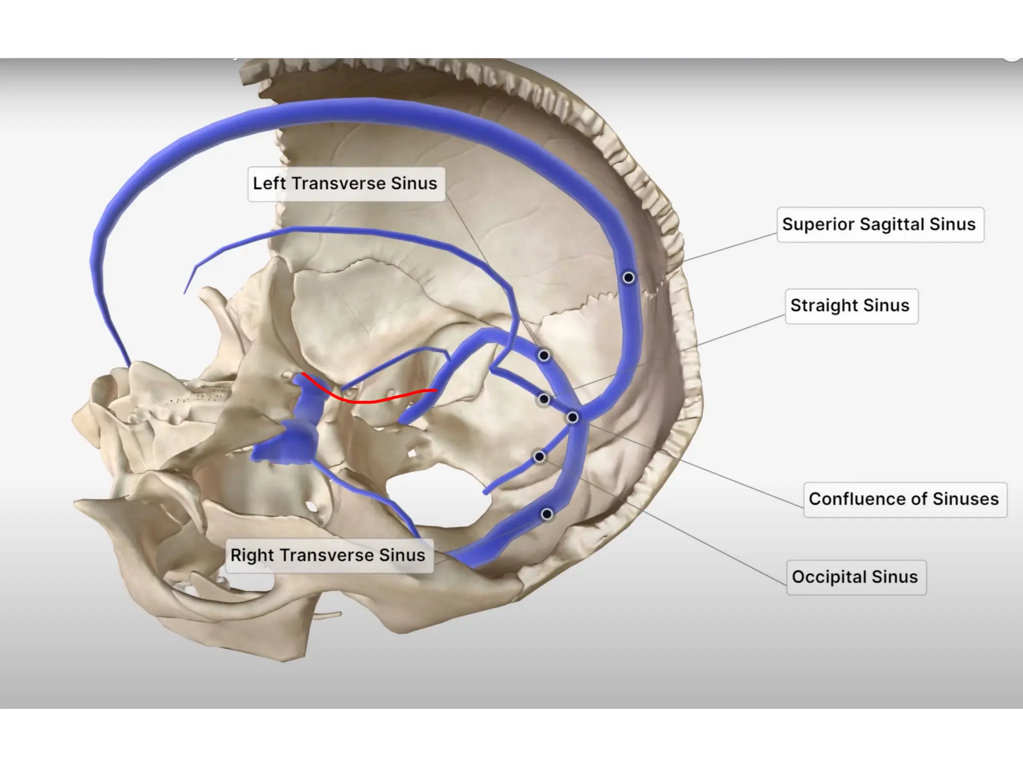 Cranial cavity Meninges and the dural sinuses.pdf