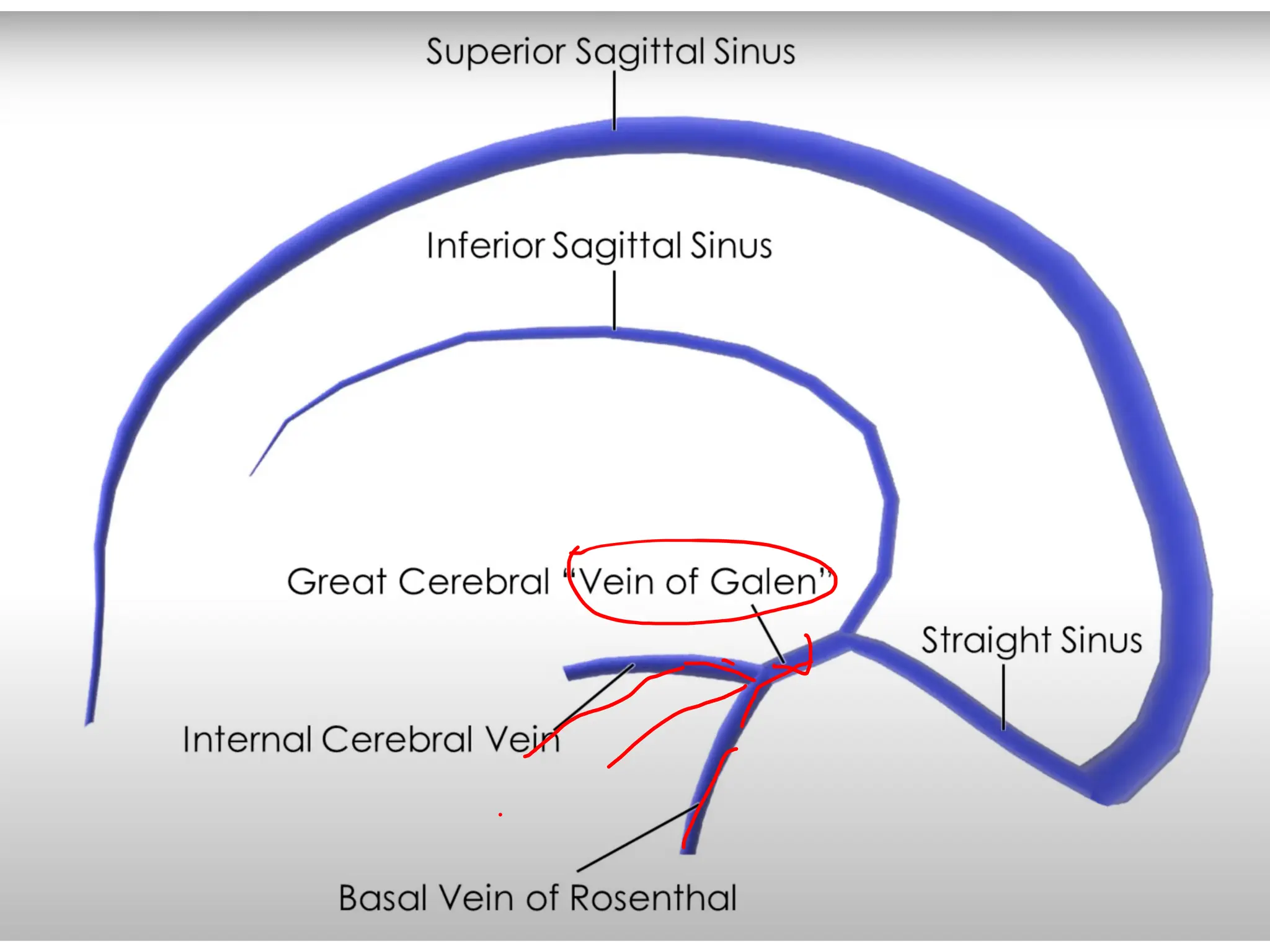 Cranial cavity Meninges and the dural sinuses.pdf