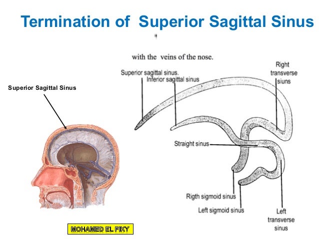 Cranial cavity part 2