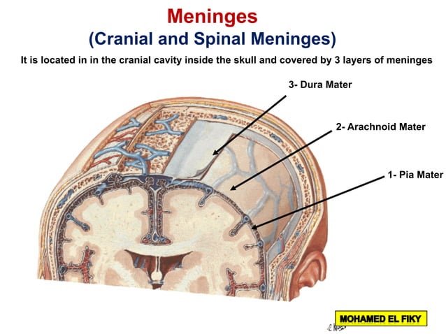 Cranial cavity part 1 | PDF | Death, Injury, or Military Conflict ...