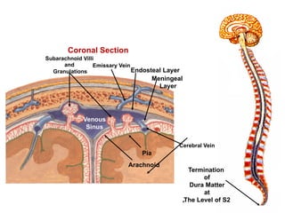 Cranial cavity part 1 | PDF