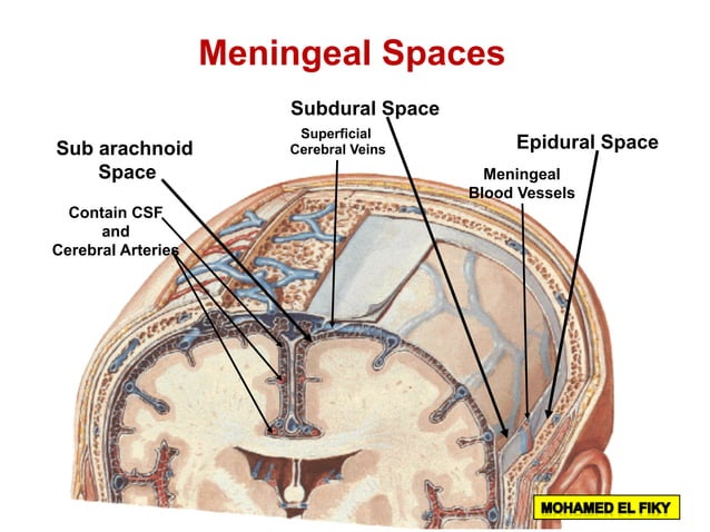 Cranial cavity part 1 | PDF | Death, Injury, or Military Conflict ...