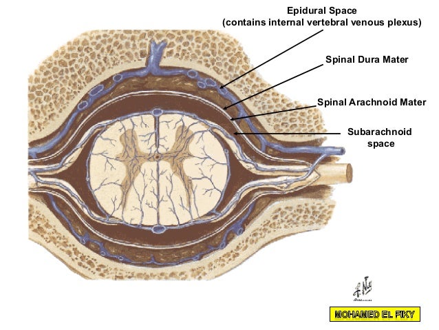 Cranial cavity part 1
