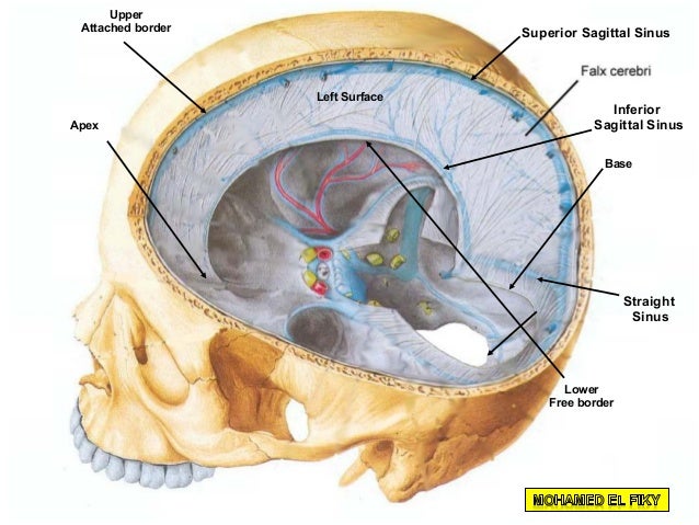 Cranial cavity part 1