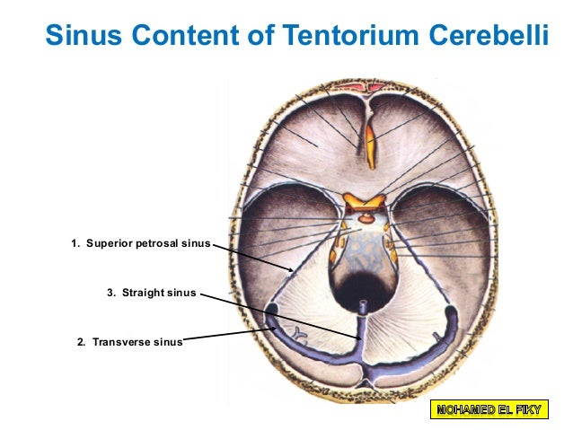 Cranial cavity part 1