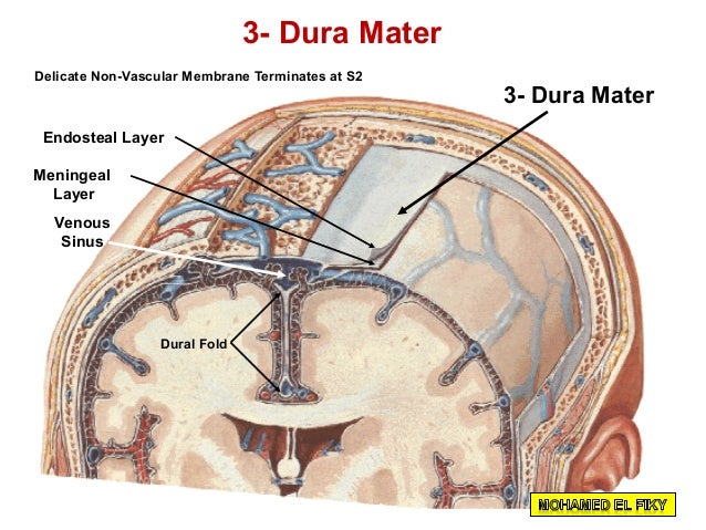 Cranial cavity part 1