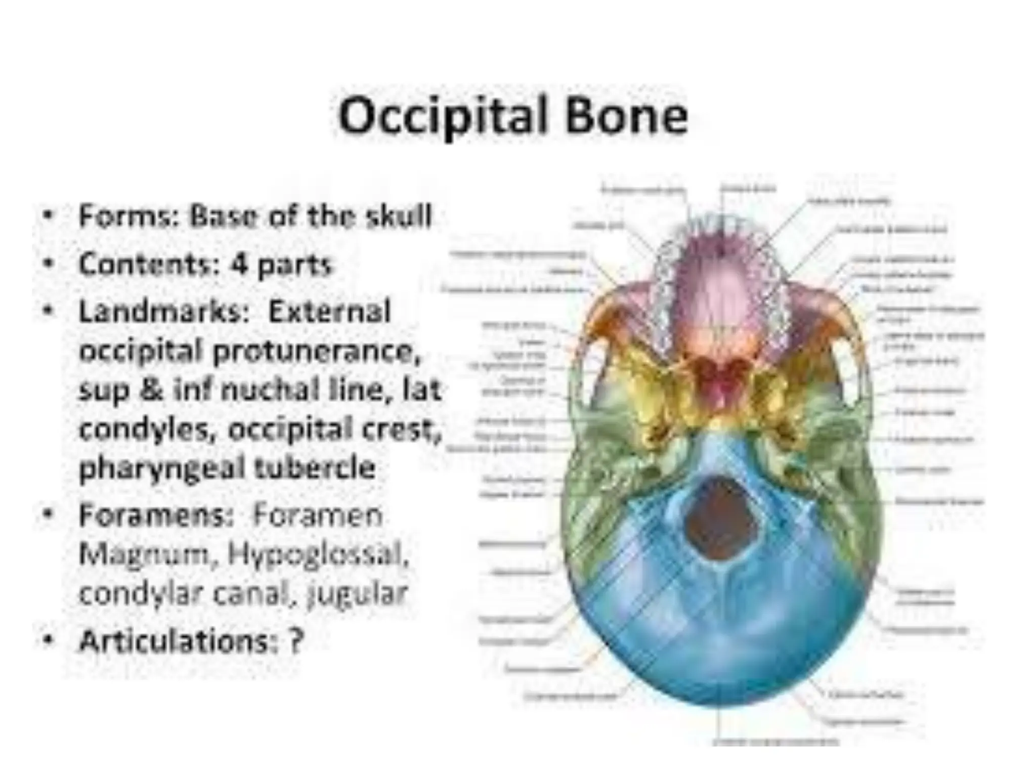 Cranial, facial bones with location in body | PPTX