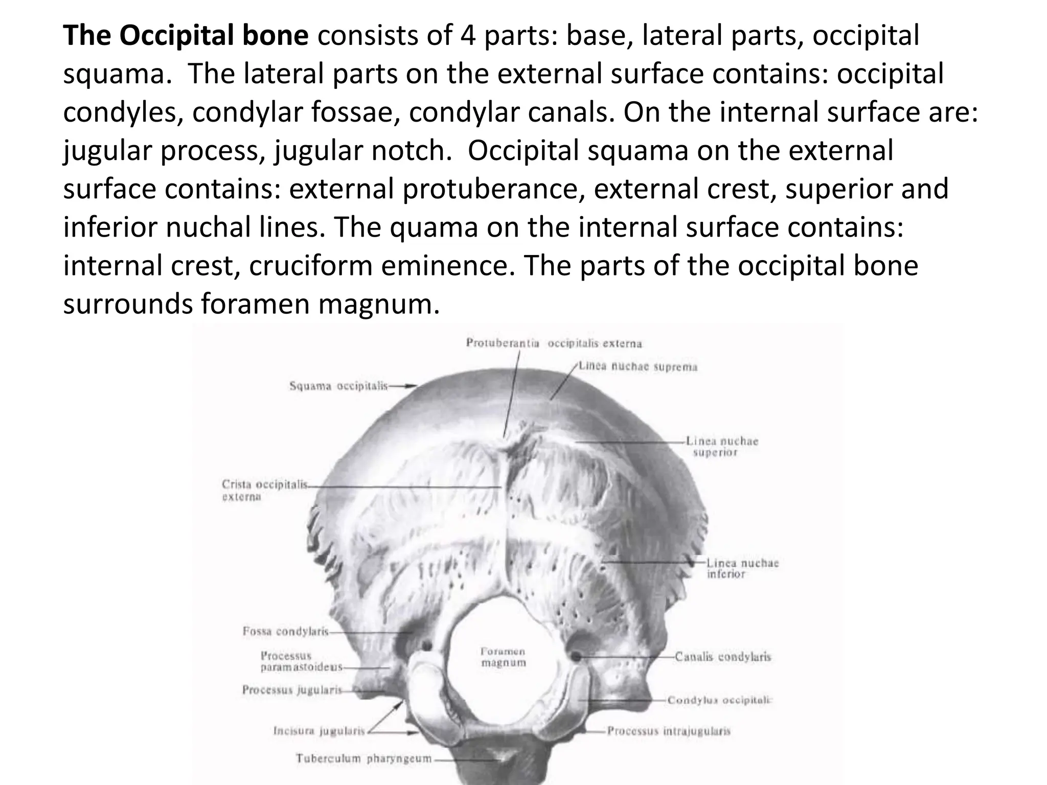 Cranial, facial bones with location in body | PPTX