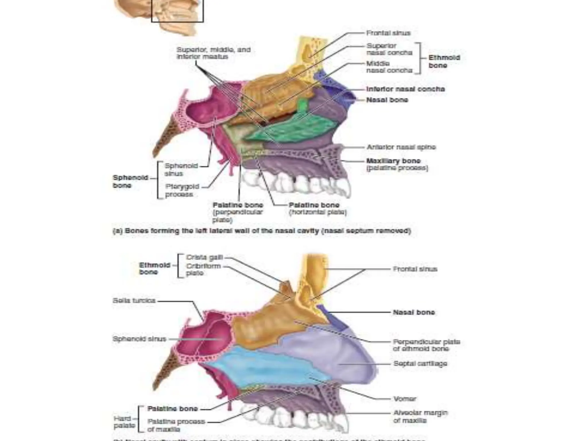 Cranial, facial bones with location in body | PPTX