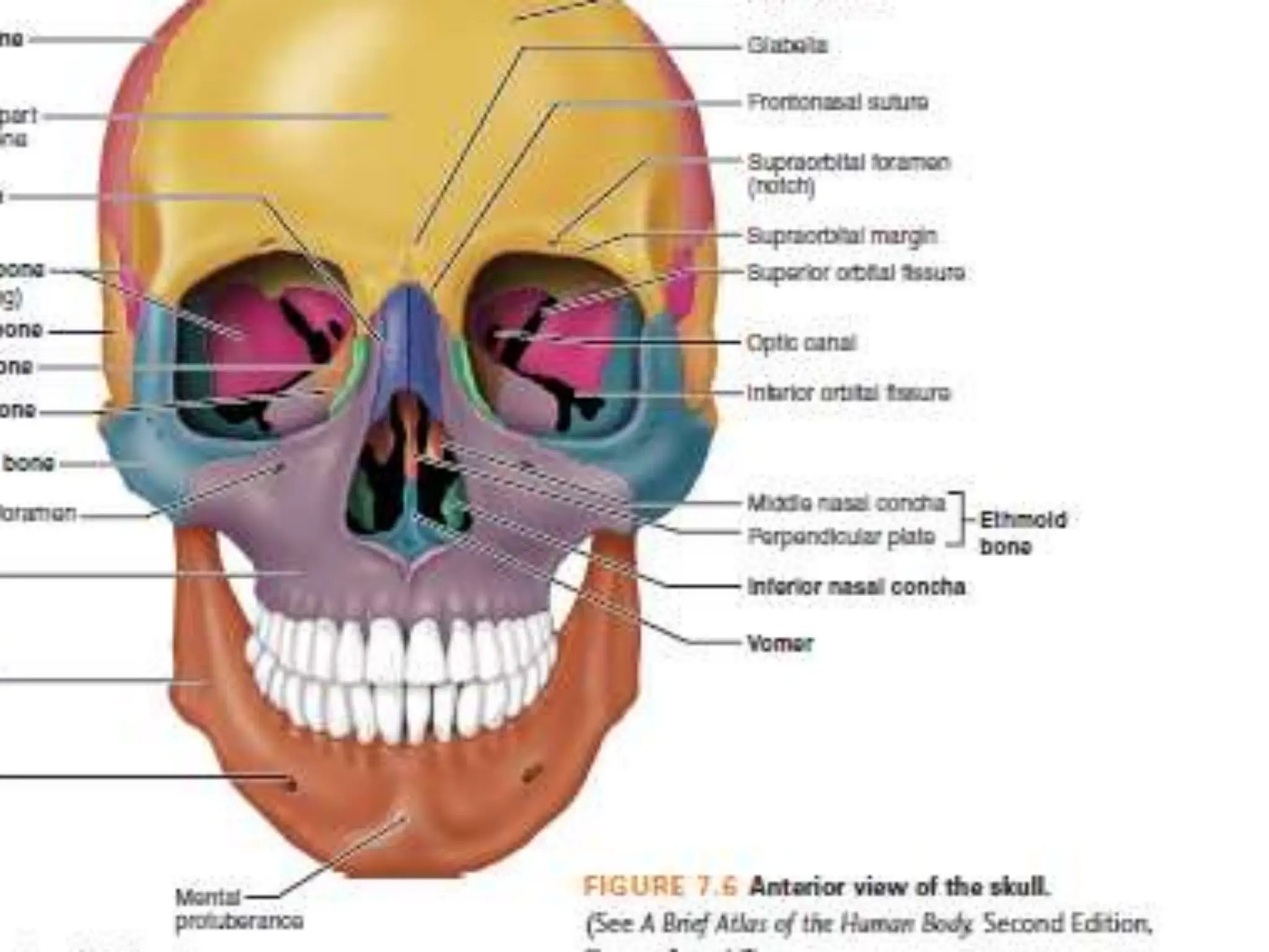Cranial, facial bones with location in body | PPTX