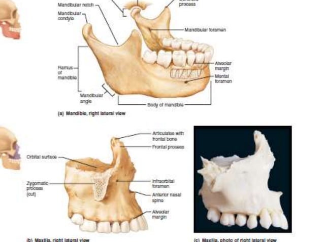 Cranial, facial bones with location in body | PPTX