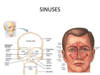 Cranial, facial bones with location in body | PPTX