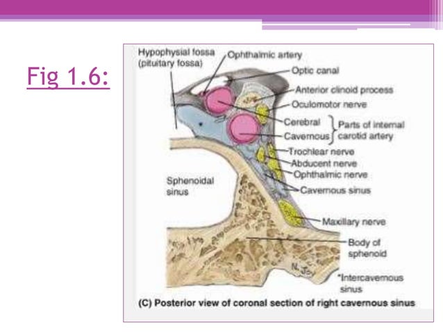 Cranial fossa-SCALP | PPTX