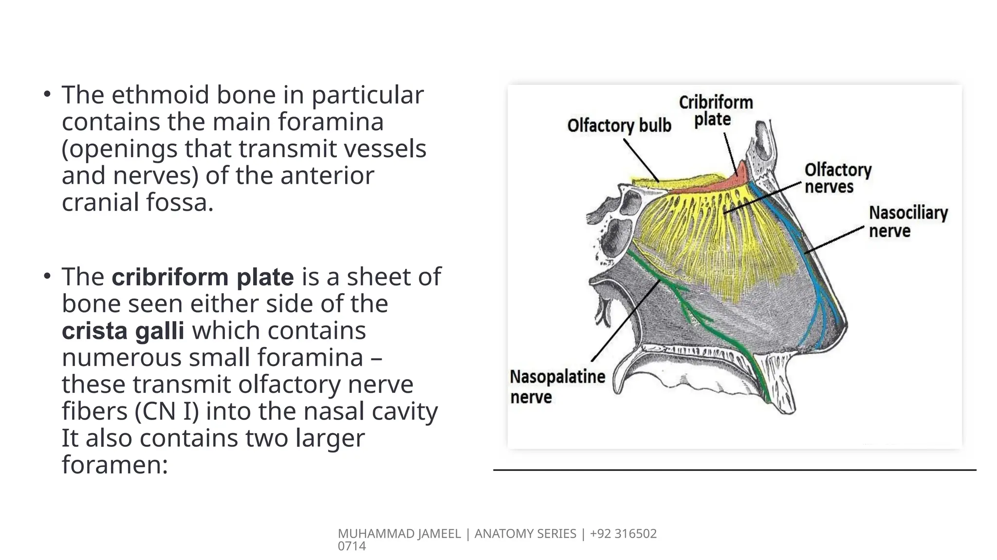 Cranial fossa Anatomy | skull bones anatomy | PPTX