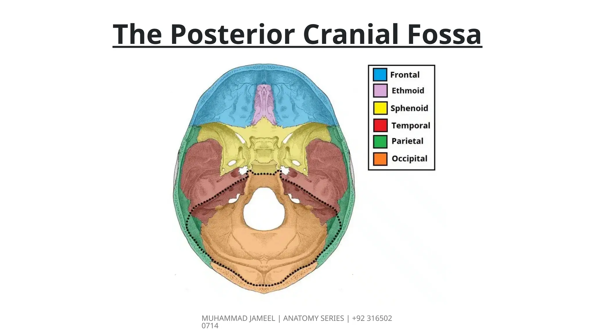 Cranial fossa Anatomy | skull bones anatomy | PPTX