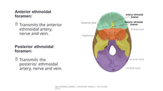 Cranial fossa Anatomy | skull bones anatomy | PPTX