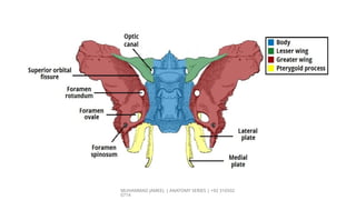 Cranial fossa Anatomy | skull bones anatomy | PPTX
