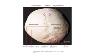 Cranial fossa Anatomy | skull bones anatomy | PPTX