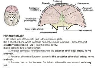 Cranial fossae by dr.meher | PPTX
