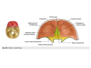 Cranial fossae in base of the human skull | PDF