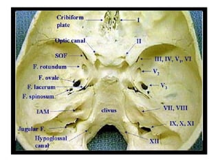 Cranial fossae in base of the human skull | PDF