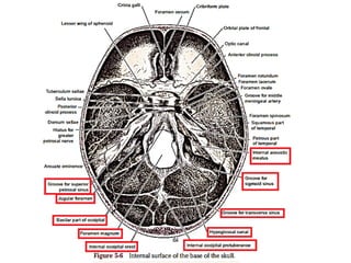 Cranial fossae in base of the human skull | PDF