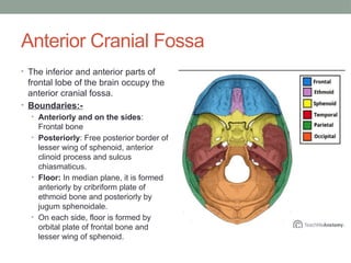 Cranial Fossa cranial Fossa human anatomy | PPTX