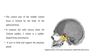CRANIAL FOSSAE: Anterior, Middle and Posterior Fossa | PPTX