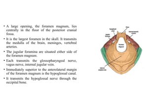 CRANIAL FOSSAE: Anterior, Middle and Posterior Fossa | PPTX
