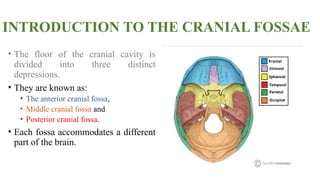 CRANIAL FOSSAE: Anterior, Middle and Posterior Fossa | PPTX
