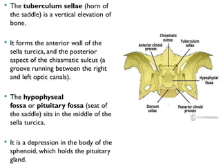 anatomy of the Cranial fossae of the skull.pptx