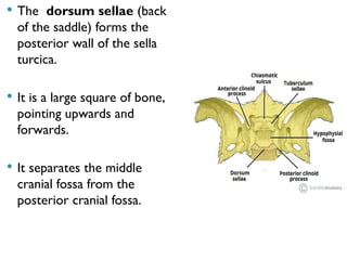 anatomy of the Cranial fossae of the skull.pptx