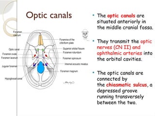 anatomy of the Cranial fossae of the skull.pptx