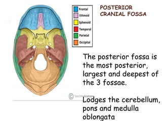 anatomy of the Cranial fossae of the skull.pptx